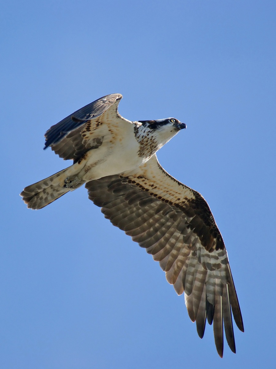 Weekly Wildlife Thread: Nov. 23-29, 2008 | Page 2 | DPReview Forums