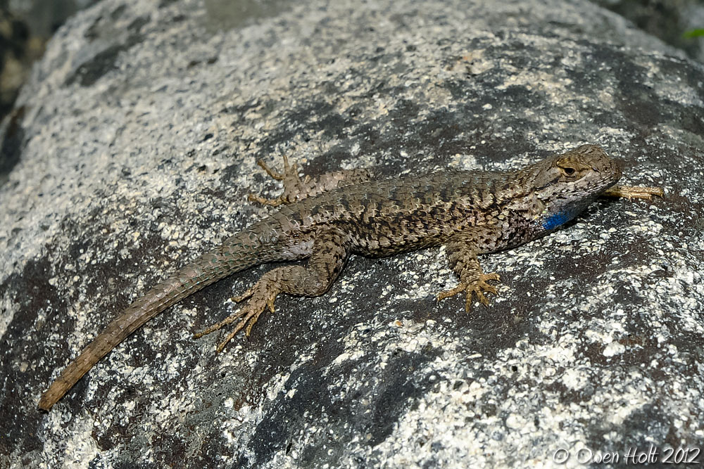 Spring 2012 (MAR 20 - JUN 19) DUW - Field Herp Forum