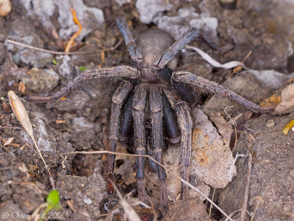 Not your friendly neighborhood Calisoga - Field Herp Forum