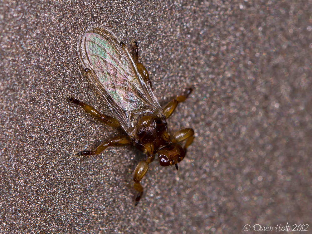 Field Herp Forum • View topic - Santa Cruz Survey 11/12