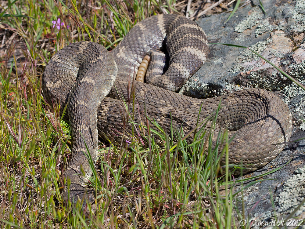 2012 - Shades of oreganus - Field Herp Forum