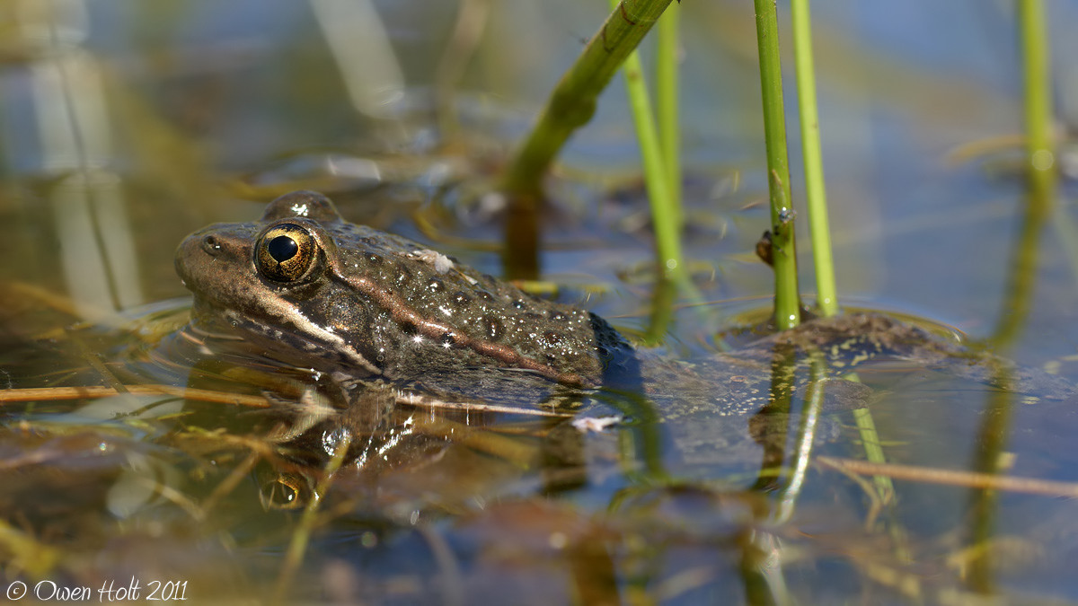 Frog Egg I.D. Help - Field Herp Forum