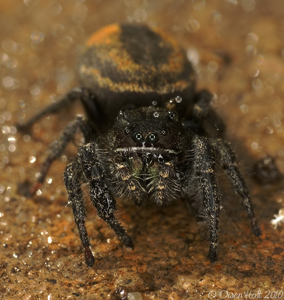 Your Pics of Jumping Spiders - Field Herp Forum