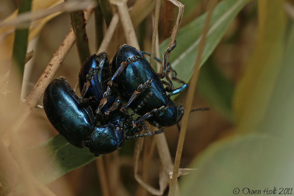 Anyone into beetles? - Field Herp Forum