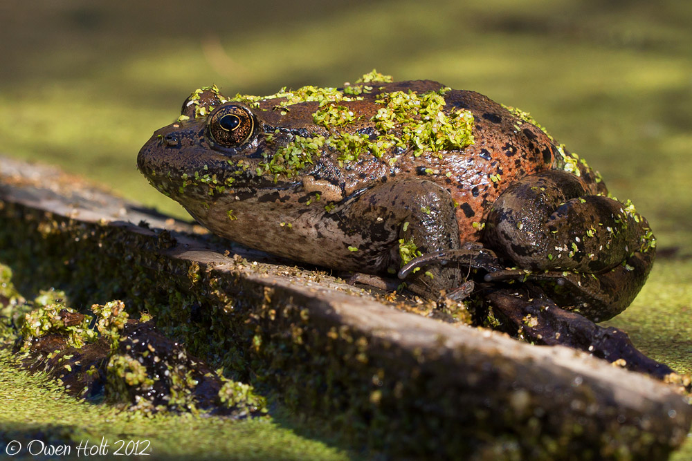 My Winter - Field Herp Forum