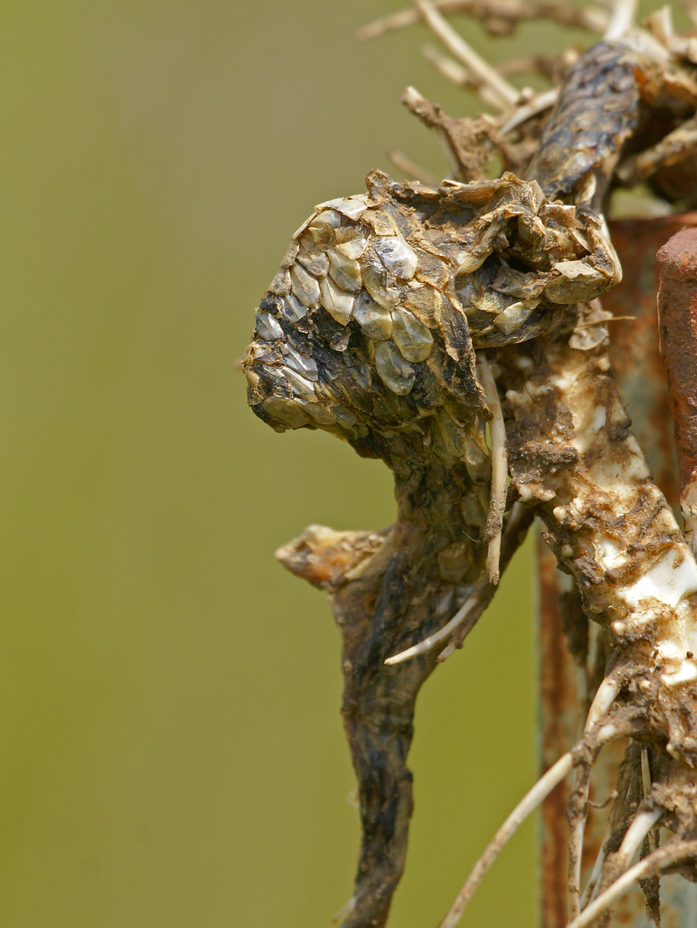 Snake remains ID help - Field Herp Forum