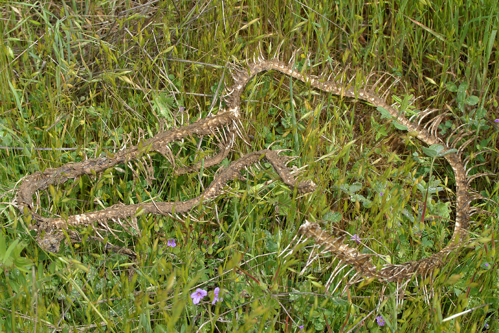 Snake remains ID help - Field Herp Forum
