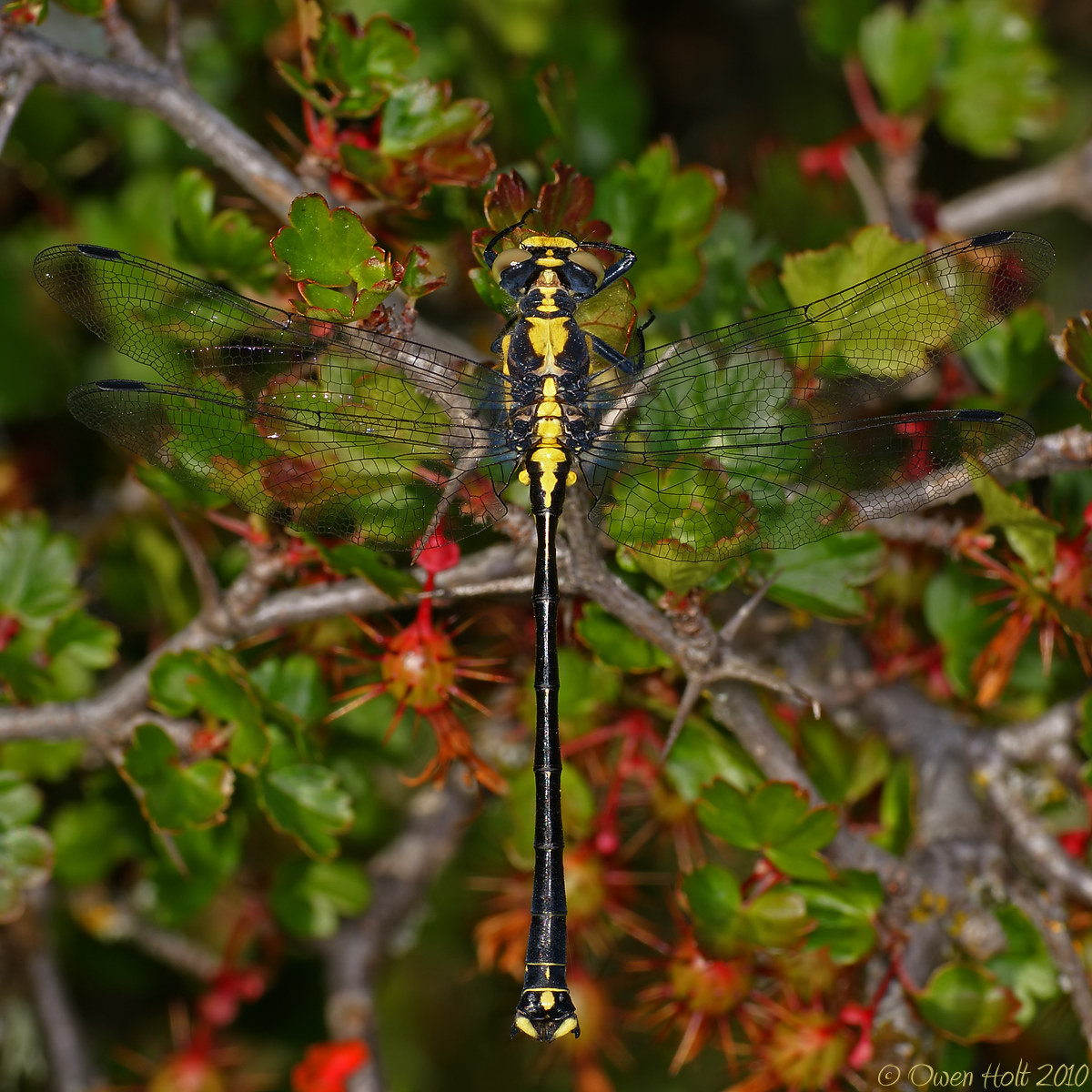 Local Dragonflies (and the occasional damsel) - Field Herp Forum