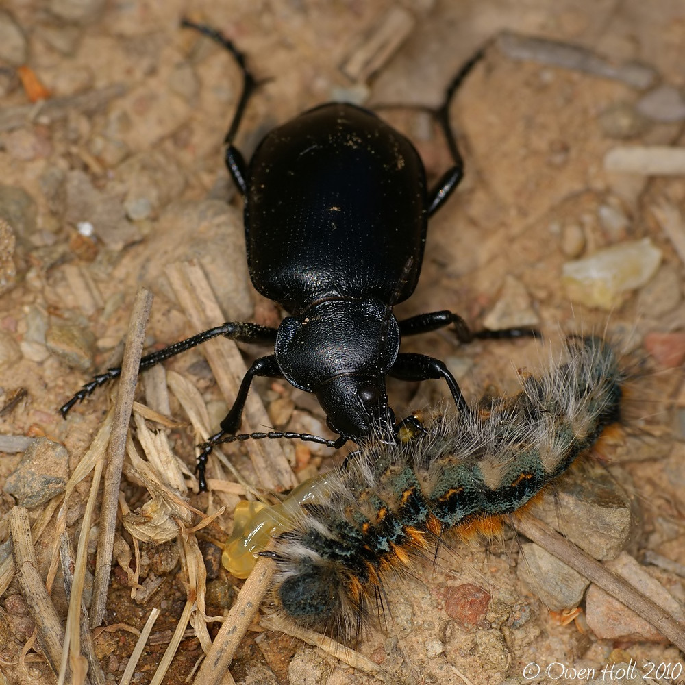 Anyone into beetles? - Field Herp Forum